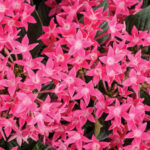 Pentas lanceolata (Egyptian Star Flower)