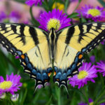Gulf Fritillary Butterfly : Facts, Host Plants and more