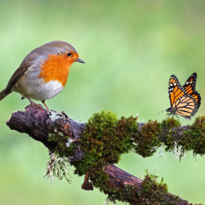 Arizona Planting Zones - Growing Zones Guide