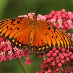 Great Pollinator Plants for Texas