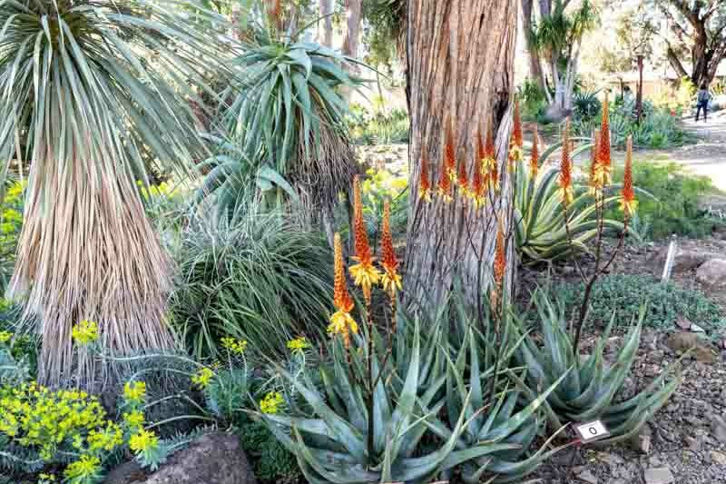 Aloe wickensii (Geelaalwyn)