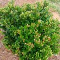 Distylium Emerald Heights® (Evergreen Distylium)