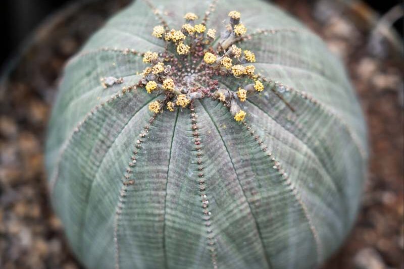 Euphorbia obesa (Baseball Plant)
