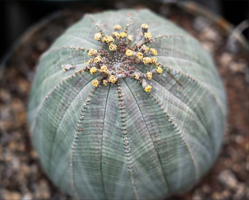 Euphorbia Obesa Euphorbia Obesa SELECTED – Botanical Archive