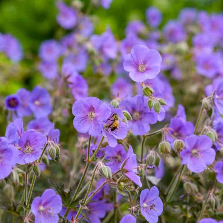 Geranium viscosissimum (Sticky Purple Geranium)