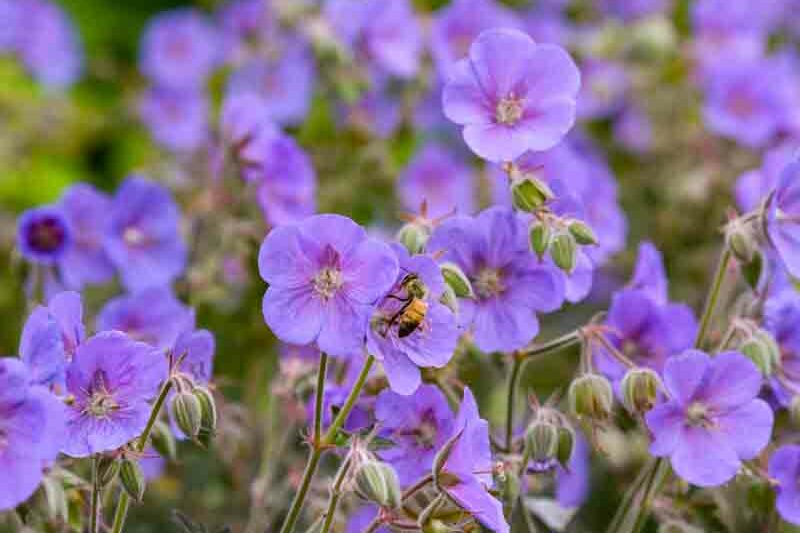 Geranium pratense 'Boom Chocolatta' (Cranesbill)