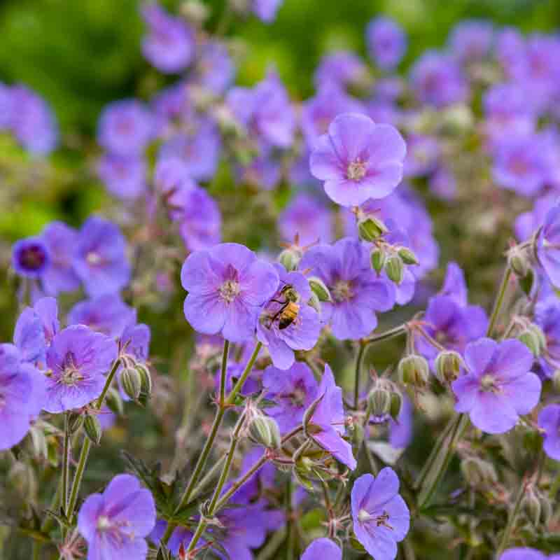 Geranium maderense (Cranesbill)