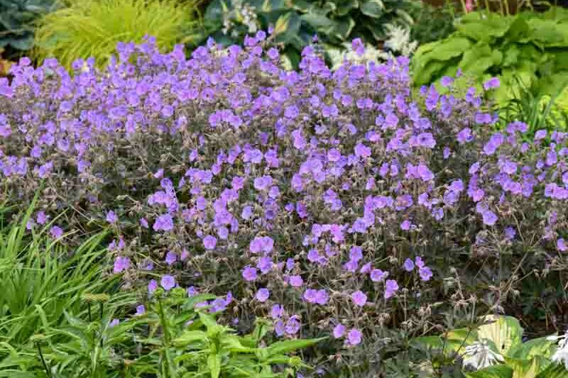 Geranium pratense 'Boom Chocolatta' (Cranesbill)