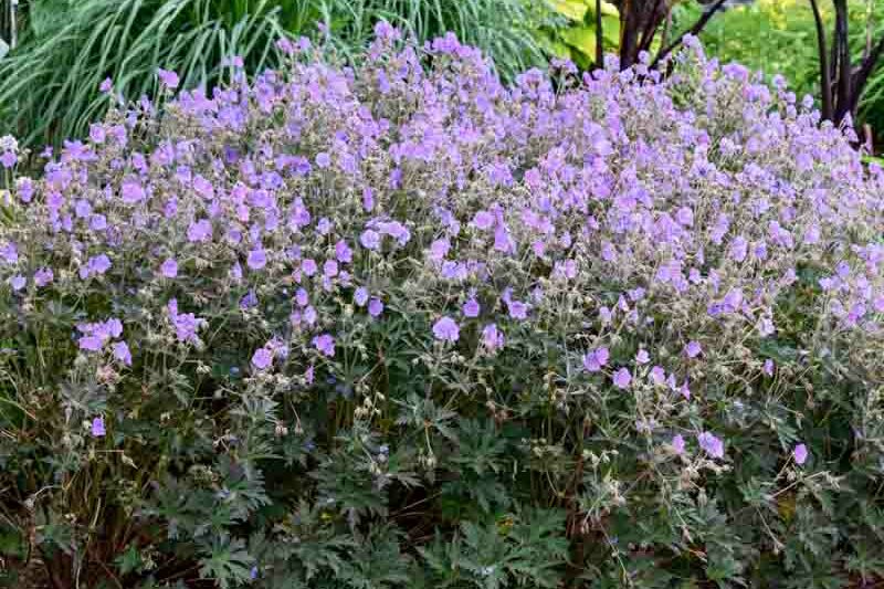 Geranium pratense 'Boom Chocolatta' (Cranesbill)