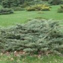 Juniperus communis 'Hibernica' (Irish Juniper)