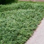 Juniperus scopulorum 'Blue Heaven' (Rocky Mountain Juniper)