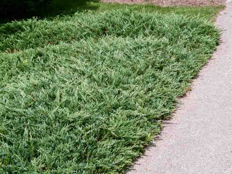 Creeping Juniper 'Bar Harbor' (Juniperus horizontalis)