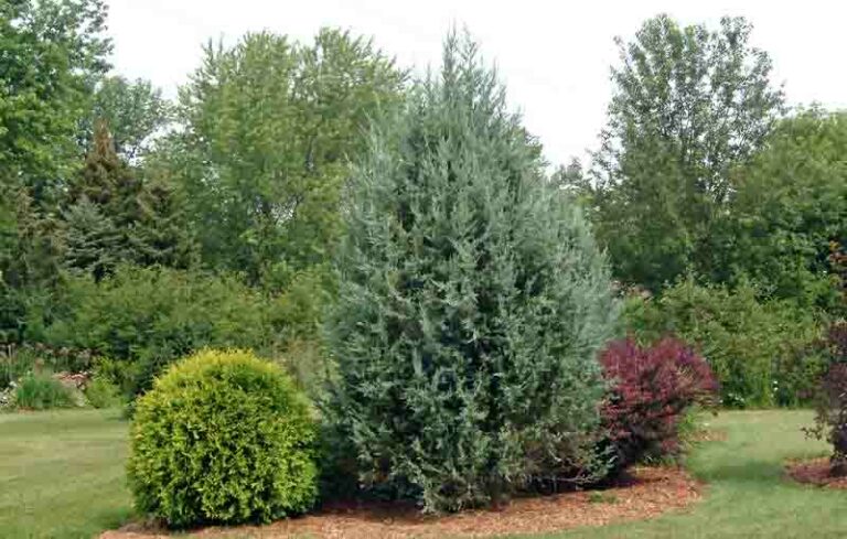 Rocky Mountain Juniper - Gardenia