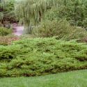 Juniperus communis 'Hibernica' (Irish Juniper)