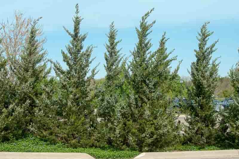 Juniperus chinensis 'Fairview' (Chinese Juniper)
