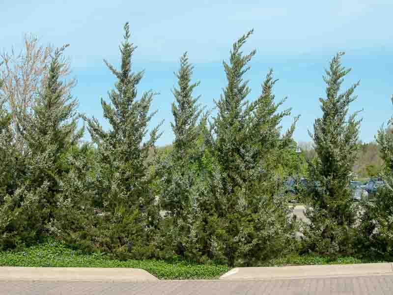 Juniperus chinensis 'Fairview' (Chinese Juniper)