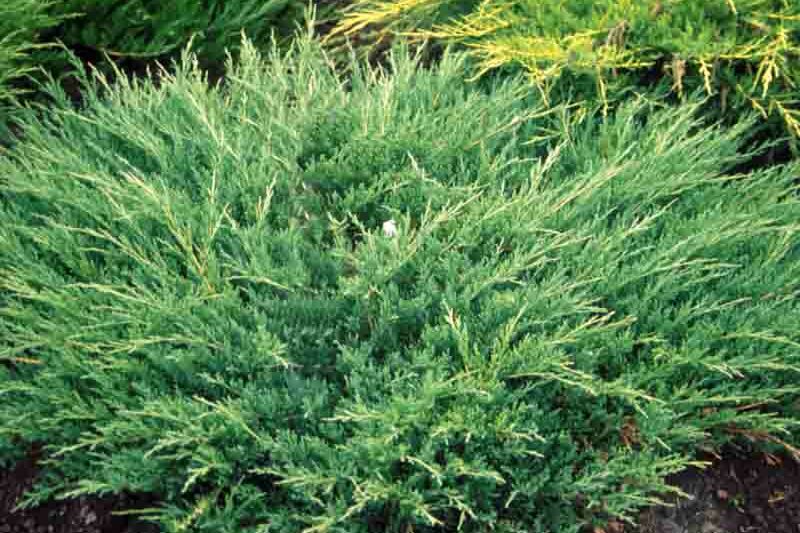 Creeping Juniper 'Andorra Compact' (Juniperus horizontalis)