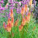 Kniphofia hirsuta 'Fire Dance' (Red Hot Poker)