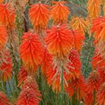 Kniphofia hirsuta 'Fire Dance' (Red Hot Poker)