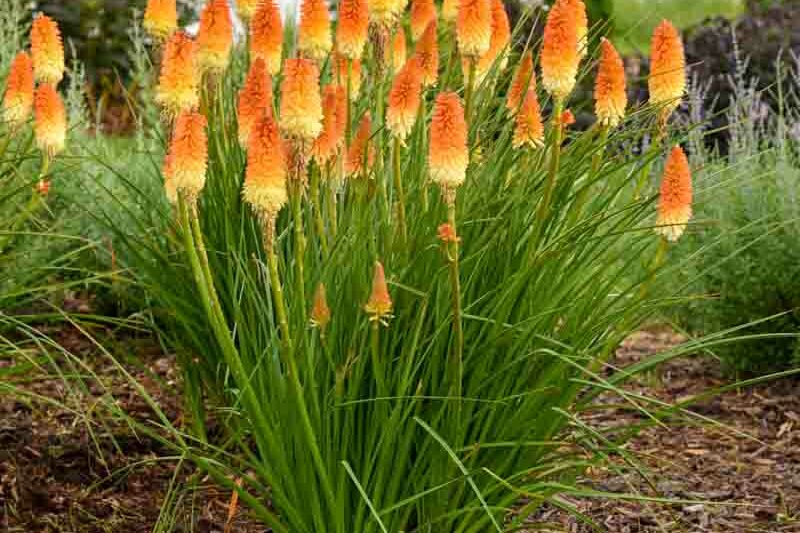Kniphofia 'Hot and Cold' (Red Hot Poker)
