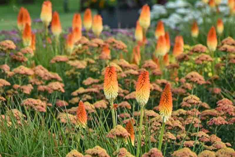 Kniphofia 'Hot and Cold' (Red Hot Poker)