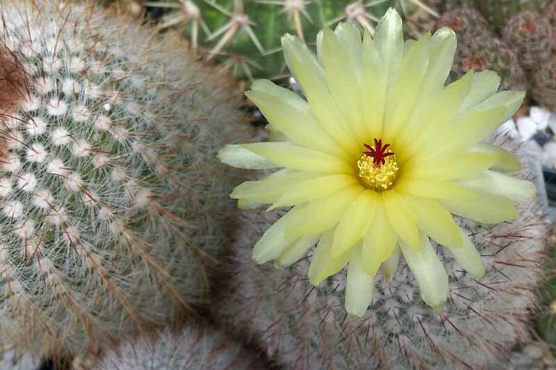 Parodia scopa (Silver Ball Cactus)