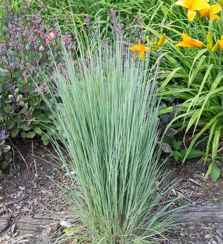Little Bluestem 'The Blues' (Schizachyrium scoparium)