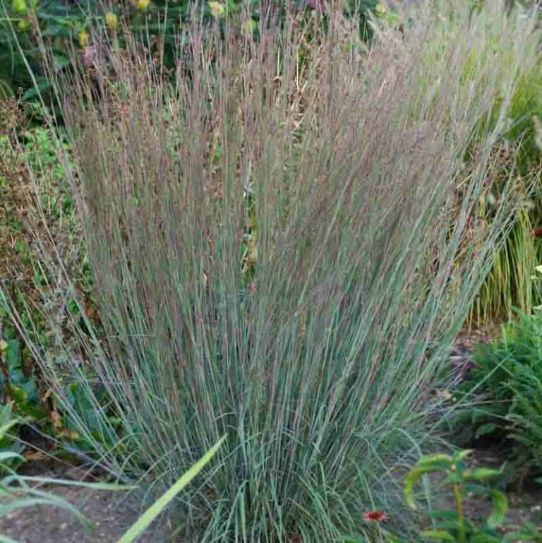 Little Bluestem 'Prairie Blues' (Schizachyrium scoparium)