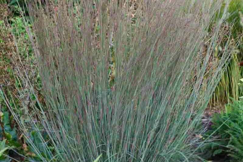 Little Bluestem BLUE HEAVEN® (Schizachyrium scoparium)
