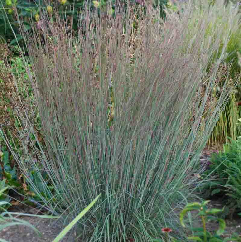 Little Bluestem 'Standing Ovation' (Schizachyrium scoparium)