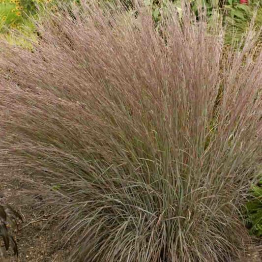 Little Bluestem BLUE HEAVEN® (Schizachyrium scoparium)