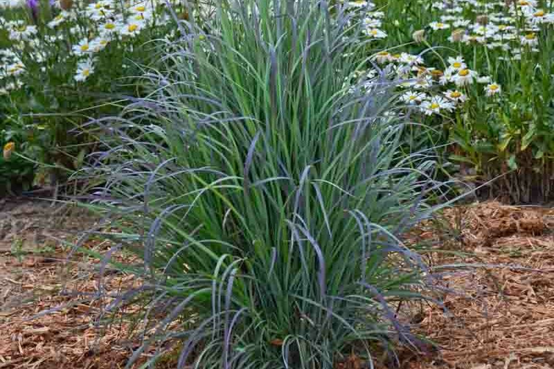 Little Bluestem 'Twilight Zone' (Schizachyrium scoparium)