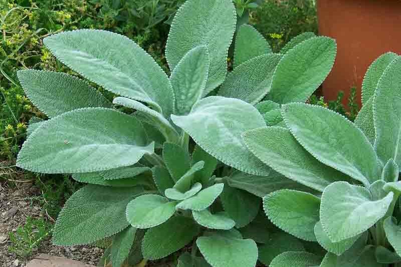 Stachys byzantina 'Helen von Stein' (Lamb's Ears)