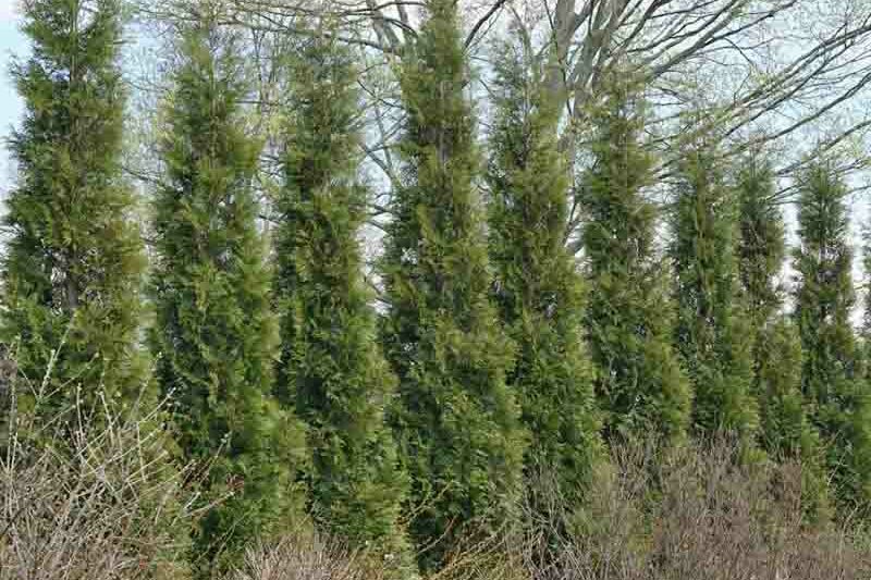 Thuja occidentalis 'American Pillar' (American Arborvitae)