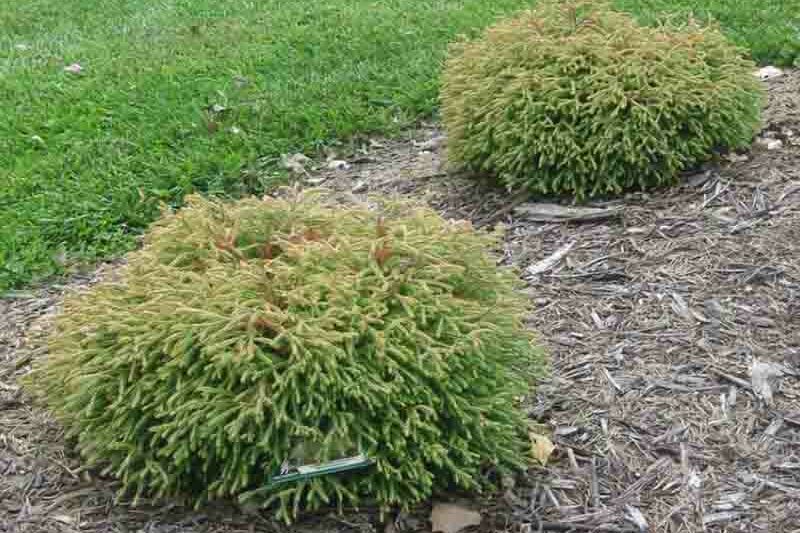 Thuja occidentalis 'Golden Tuffet' (American Arborvitae)