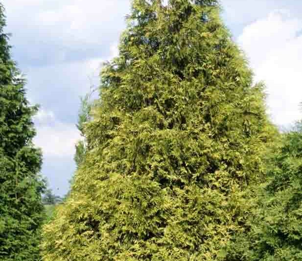 Thuja plicata 'Zebrina' (Western Arborvitae)