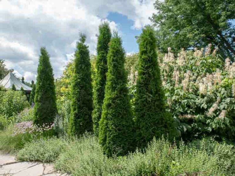 Northern White Cedar: A Hardy Evergreen for Gardens