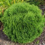 Thuja occidentalis 'Tiny Tim' (American Arborvitae)