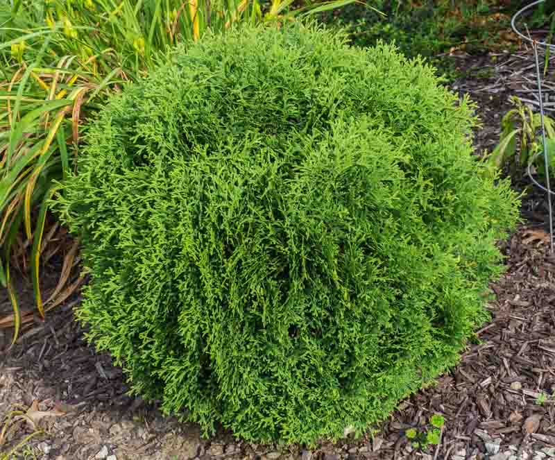 Thuja occidentalis 'Hetz Midget' (American Arborvitae)