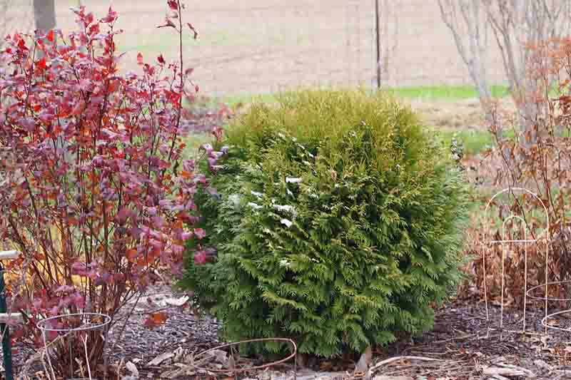 Thuja occidentalis 'Woodwardii' (American Arborvitae)