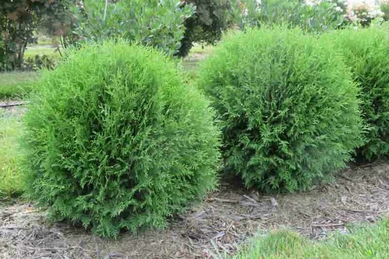 Thuja occidentalis Planet Earth® (American Arborvitae)