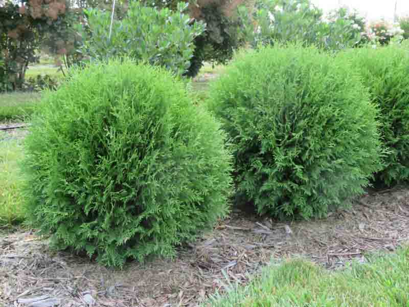 Thuja occidentalis Planet Earth® (American Arborvitae)