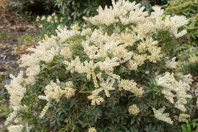 Pieris japonica 'Debutante' (Japanese Andromeda)