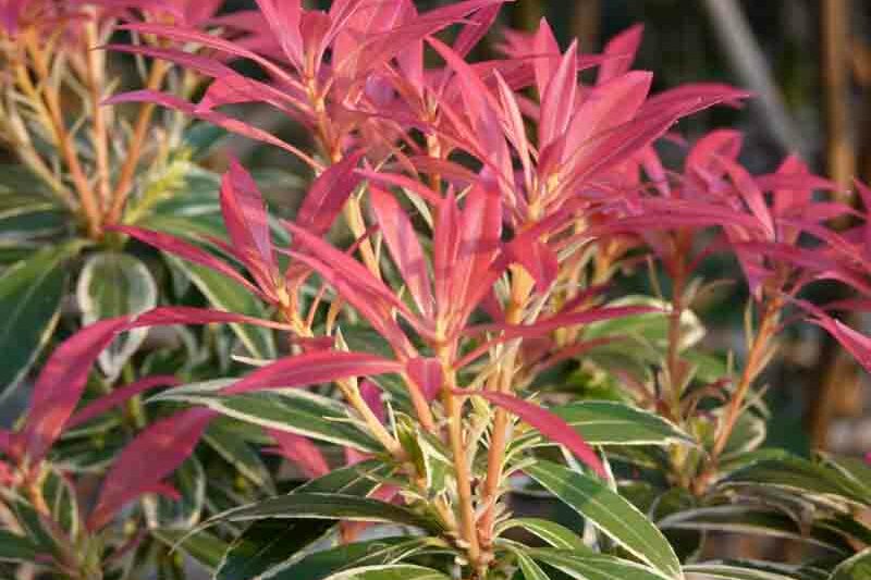 Pieris japonica 'Flaming Silver' (Japanese Andromeda)