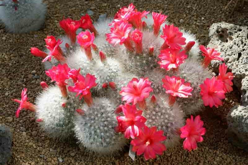 mammillaria senilis