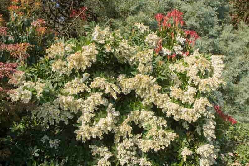 Pieris japonica 'Cavatine' (Japanese Andromeda)