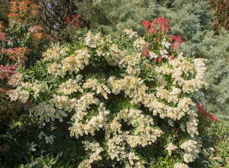 Dwarf Pieris Japonica