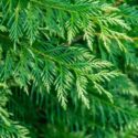 Thuja occidentalis 'Janed Gold' (American Arborvitae)