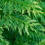 Thuja occidentalis (American Arborvitae): All You Need To Know