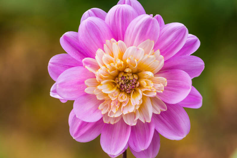 Dahlia 'Take Off'